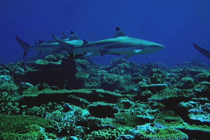 Certified Scuba Diving with Whitetip Marine Adventures team - Value for Money