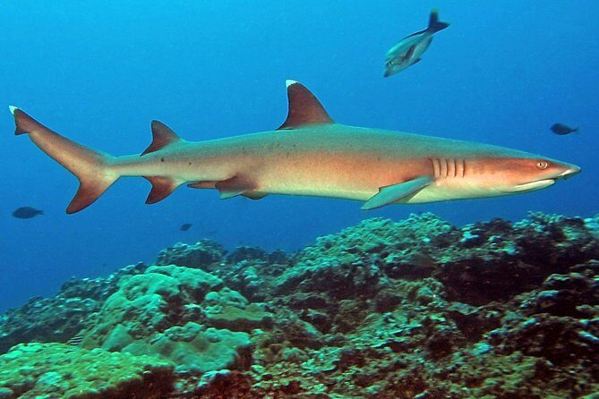 Certified Scuba Diving with Whitetip Marine Adventures team - The Experience: What Travelers Say