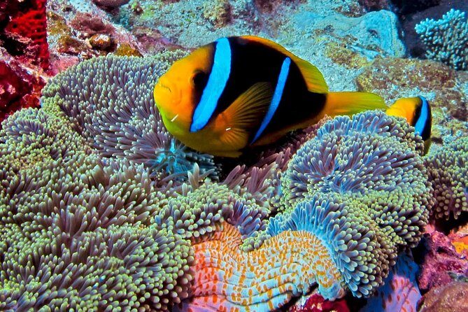 Certified Scuba Diving with Whitetip Marine Adventures team - Practical Details and Tips