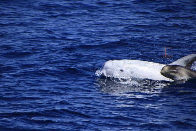 Cetacean Watching Tour - Meeting and Pickup Information