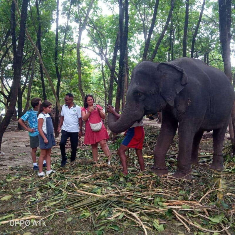 Ceylon Tea Experience from Colombo Port Passenger Terminal - Transport, Guide, and Comfort