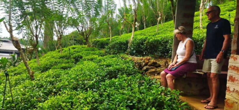 Ceylon Tea Experience from Colombo Port Passenger Terminal - What Travelers Say About This Tour