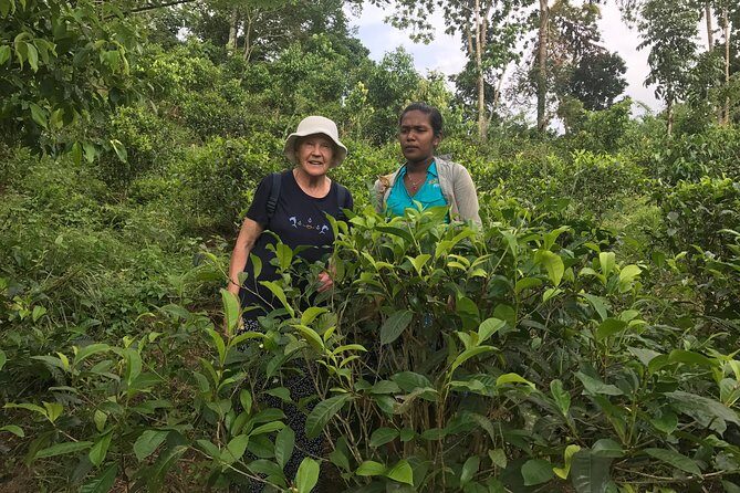 Ceylon Tea Experience Start from Colombo Port Passenger Terminal - FAQ