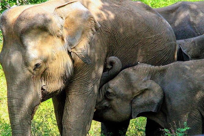 Ceylon Up Country TEA, SIGIRIYA & Ella with Train Ride[B&B Basis] - Final Thoughts