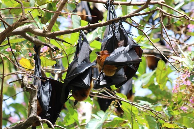 Chachoengsao One Day Trip from Bangkok : Historic Market and Buddhist Temples - Authentic Experiences That Shine