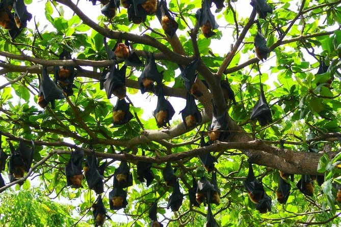 Chachoengsao One Day Trip from Bangkok : Historic Market and Buddhist Temples - Who Will Love This Tour?