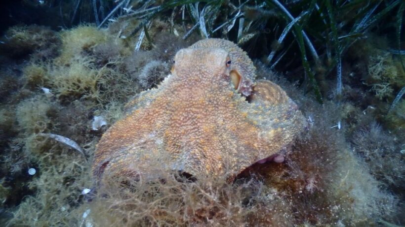 Chalkidiki: Scuba Diving for Beginners in Kassandra - Key Points