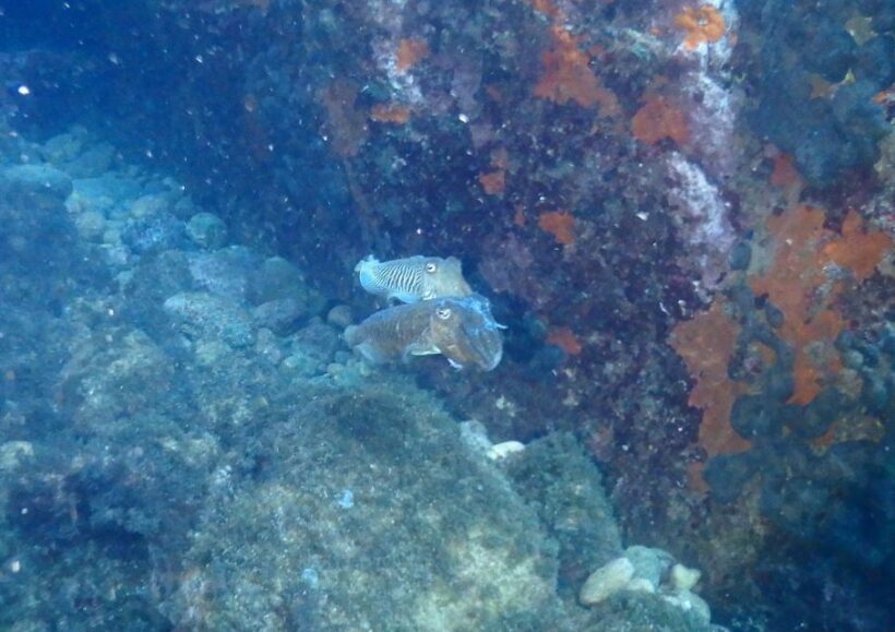 Chalkidiki: Scuba Diving for Beginners in Kassandra - An In-Depth Look at the Experience