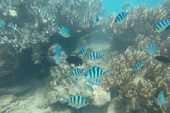 Cham Island Exploration Tour and Swimming with Local Guide - Itinerary Breakdown: What to Expect at Each Stop