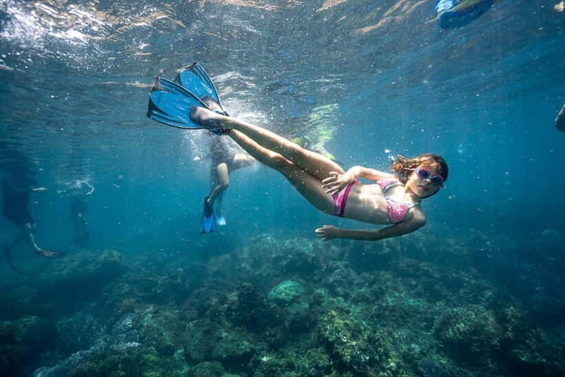 Cham Island Sightseeing & Snorkeling Day Tour from Da Nang - Key Points