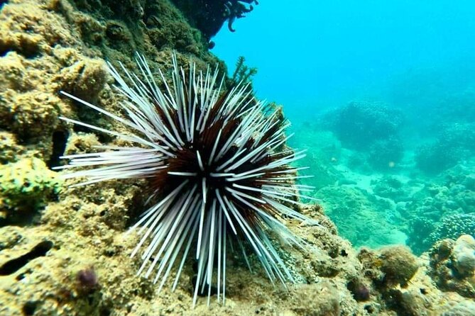 Cham Island Snorkeling Daily Group Tour, Sunbathing, nice beaches - Potential Drawbacks or Considerations