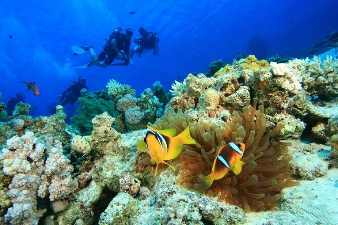 Cham Island Snorkeling,Beach Tour (Hoi An Viet Nam) - The Sum Up