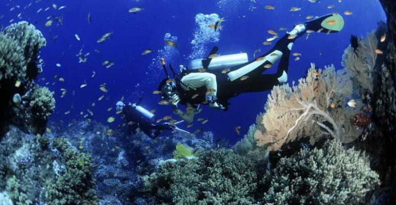 Cham Islands Snorkeling Tour by Speedboat : Hoi An/Da Nang - Is This Tour Worth It?