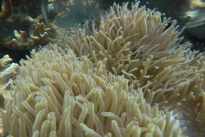 Cham Islands Snorkeling Tour by Wooden Boat from Hoi An - FAQ