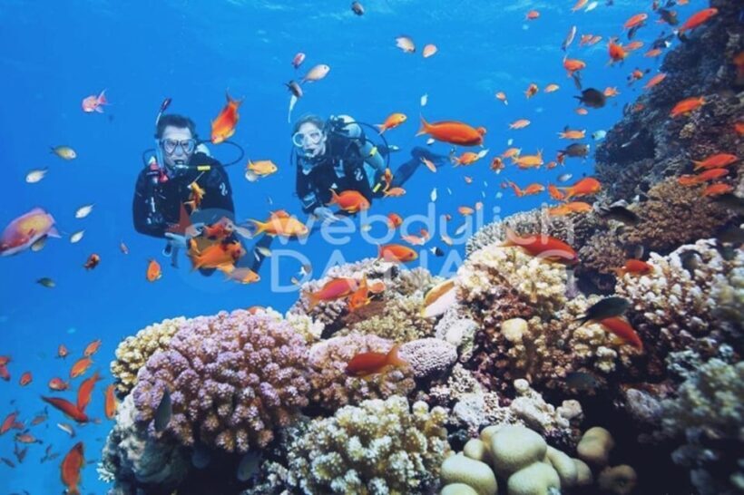 Cham Islands: Speedboat Snorkeling Day Trip from Hoi An - Considerations and Tips for Travelers