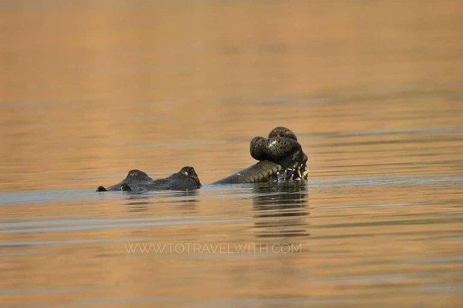 Chambal River Safari - Key Points