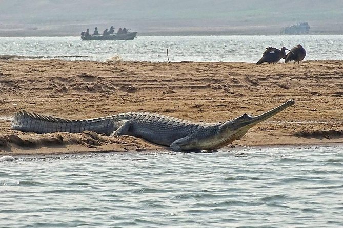 Chambal River Safari - The Sum Up