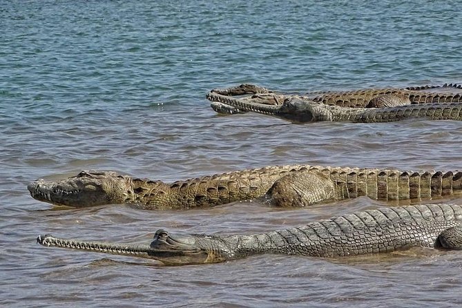 Chambal River Safari - FAQs