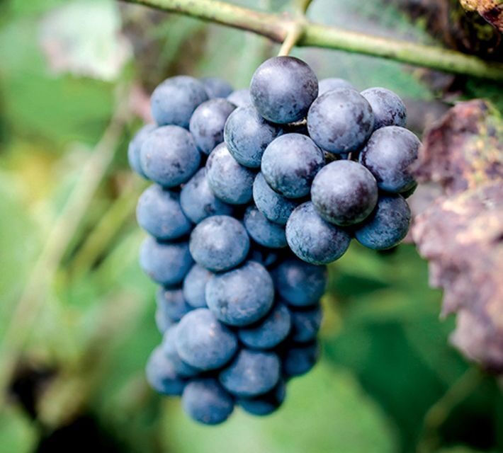 Champagne: Canard-Duchêne Champagne House Tour - FAQs
