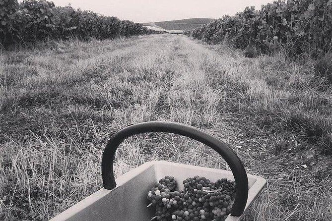 Champagne Lamiable: Stroll and Taste in the Grand Cru Champagne Vineyard - Insider Introduction to Champagne