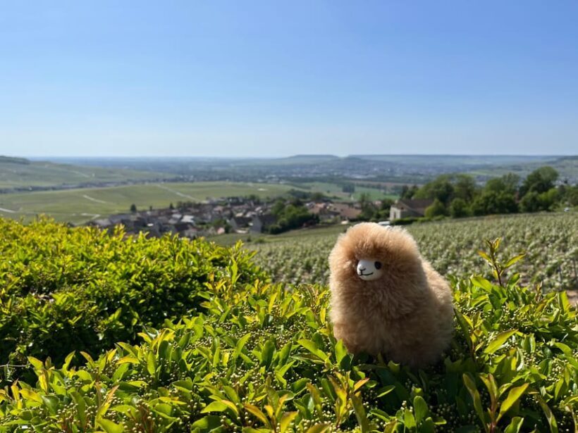 Champagne Private Day Trip: Epernay & Reims 9 glasses - Key Points