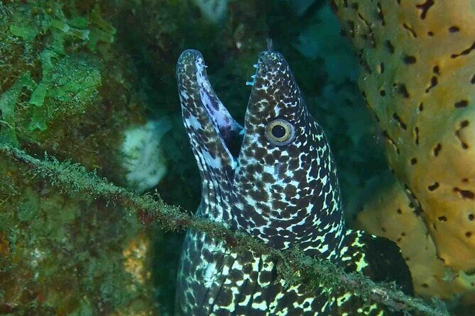 Champagne Reef, Bubble Beach and Scotts Head Snorkeling tour by boat in Dominica - An In-Depth Look at the Experience