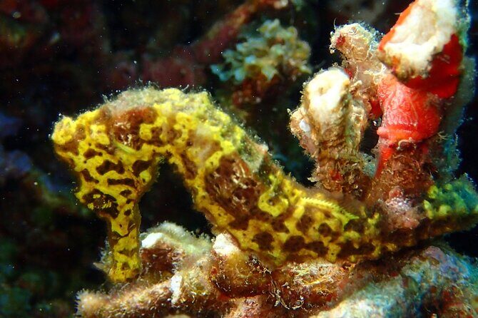 Champagne Reef, Bubble Beach and Scotts Head Snorkeling tour by boat in Dominica - Final Thoughts