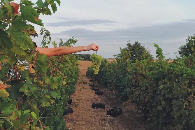 Champagne Region excursion from Paris with Private Driver - Is It Worth the Price?