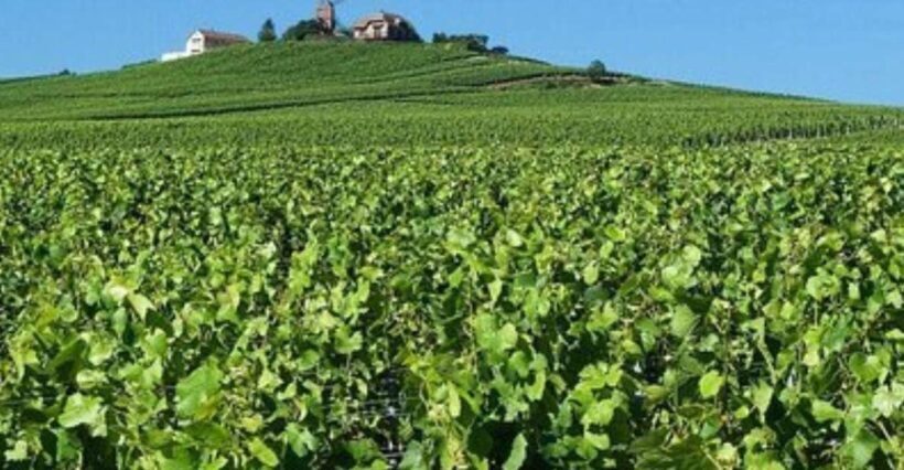 Champagne Region from Paris: Reims and Champagne Tasting - Who Should Consider This Tour?