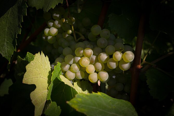 Champagne Tasting Tour Day Trip From Paris - Indulging in Champagne Tastings