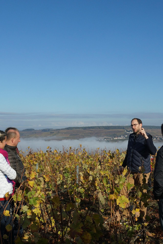 Champagne Vineyard Experience: Explore the terroir - Key Points