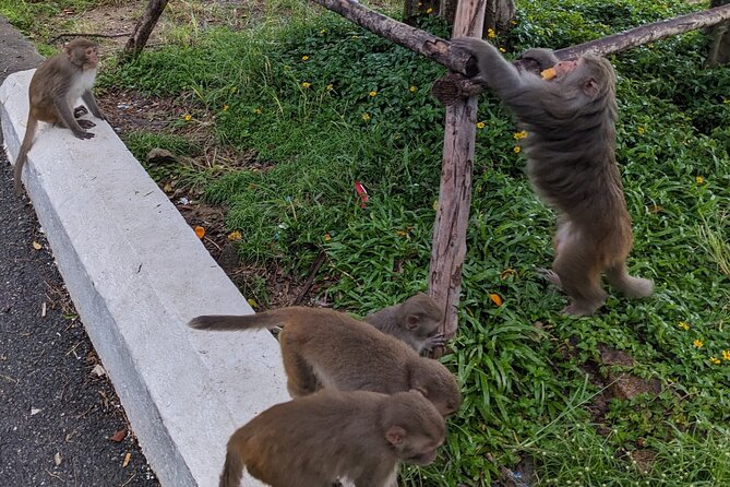 Chan May Port : Private tour to Golden Hand Bridge - Ba Na Hills - Transport, Timing, and Practicalities