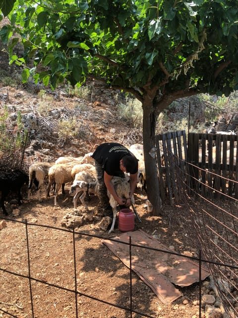 Chania Area: Cooking Class at a Farm in Stylos Village - An In-Depth Look at the Farm Cooking Experience