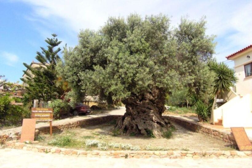Chania Area: Food Tasting Tour with Winery Visit & Swim Stop - FAQ