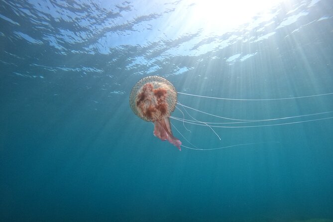 Chania Guided Snorkeling and Boat Excursion - Customer Testimonials and Booking Flexibility