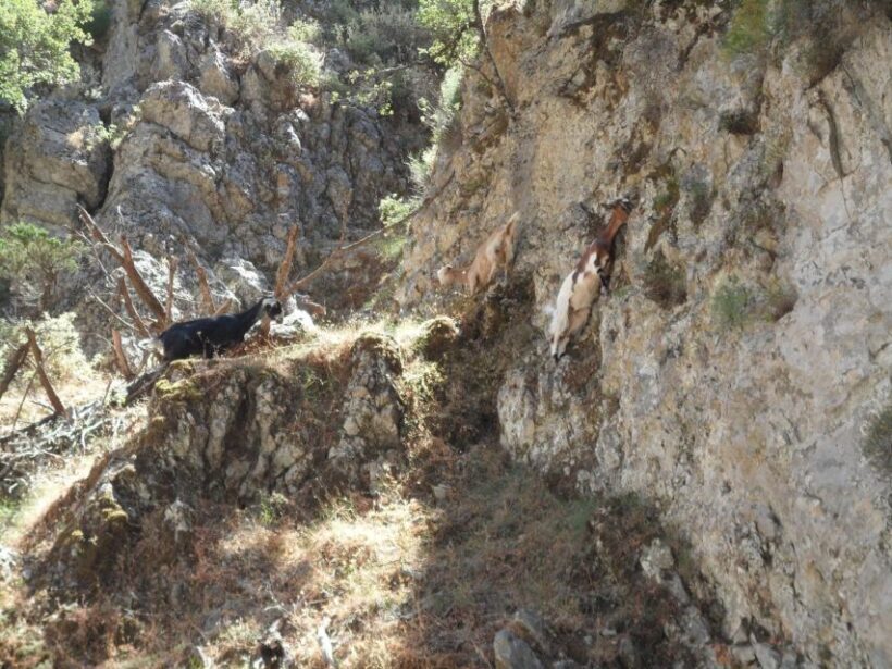 Chania: Imbros Gorge and Libyan Sea Day Tour - FAQ