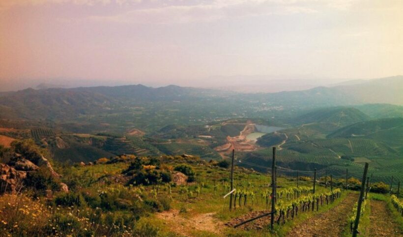 Chania Luxuries: Secrets of Wine and Olive Oil Tastings - Practical Details & Value