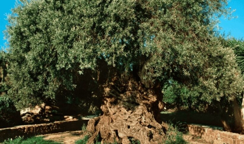 Chania Luxuries: Secrets of Wine and Olive Oil Tastings - The Sum Up