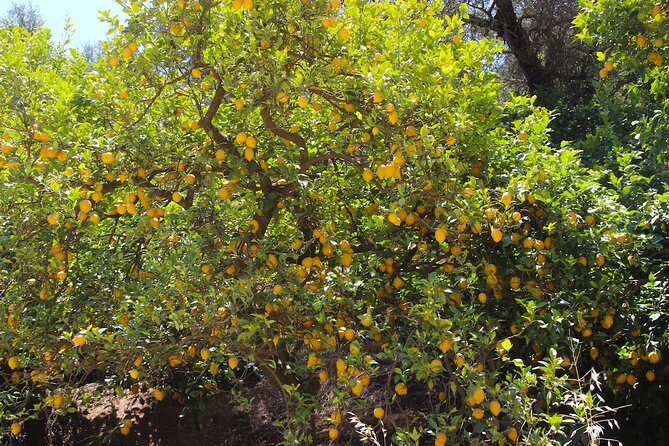 Chania Nature & Villages, White Mountains & Unique Cretan Lunch - Embracing the Beauty of Nature