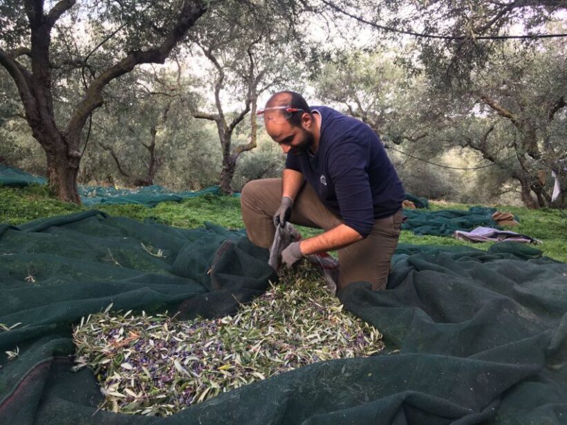 Chania Private Olive Oil Tour: Oil Tasting & Villages Tour - The Details You Need to Know