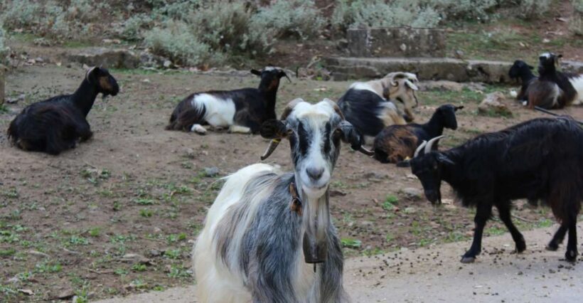 Chania White Mountains Private Tour: From Sea to Summit - A Full Day of Mountain Marvels and Cultural Insights