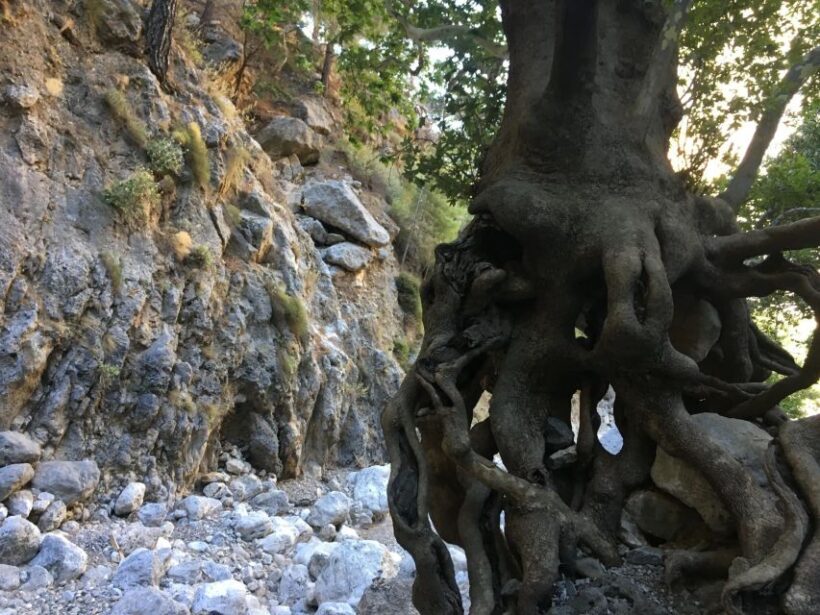 Chania White Mountains Private Tour: From Sea to Summit - Final Thoughts