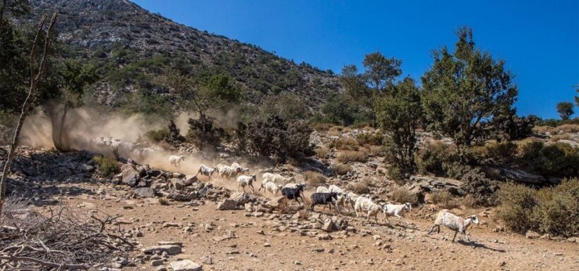 Chania: White Mountains Safari Tour with Lunch and Tastings - Detailed Analysis of the Experience