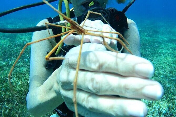 Chankanaab Park Plus Discovery Scuba Dive with Lunch - Introduction to the Chankanaab Experience