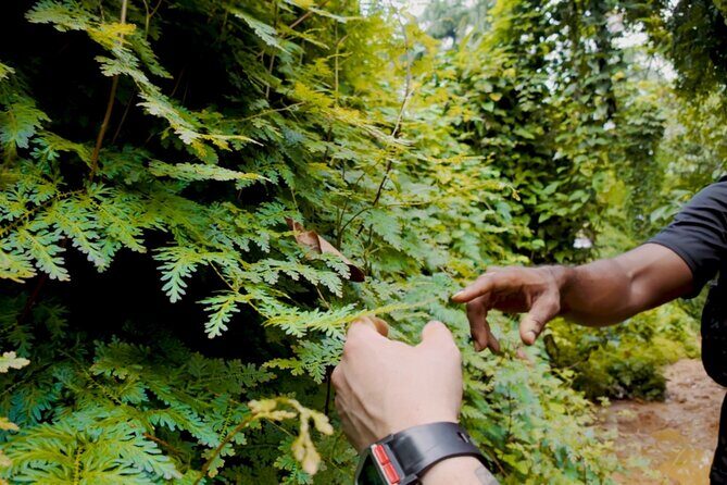 Charco Frío y Las Tinajas Experience with Provista Tours - Transport, Group Size, and Comfort