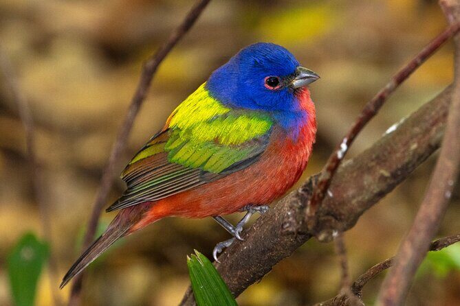 Charleston Bird Watching Tour - An In-Depth Look at the Charleston Bird Watching Tour