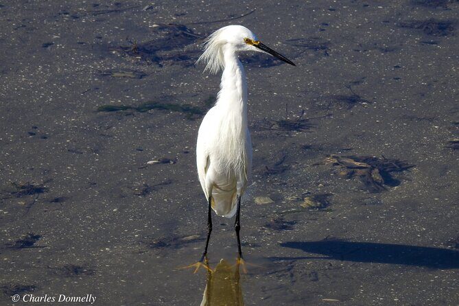Charleston Bird Watching Tour - FAQ