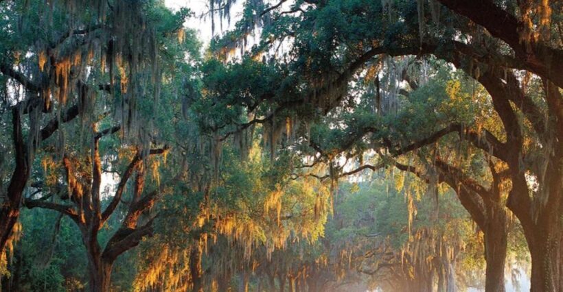 Charleston: Boone Hall & Historic City Tour Combo - What Travelers Say