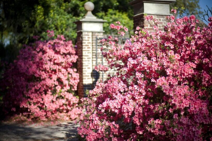 Charleston: Boone Hall & Historic City Tour Combo - Who Should Consider This Tour?