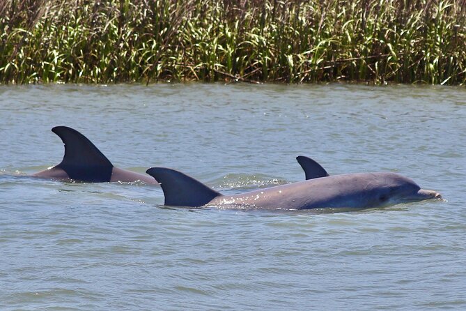 Charleston Eco Boat Cruise with stop at Morris Island Lighthouse - Who Should Consider This Tour?